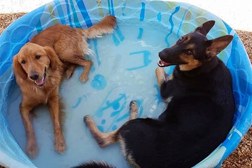 Boarding | Dogs Day Inn Pet Care : Dogs Day Inn Pet Care